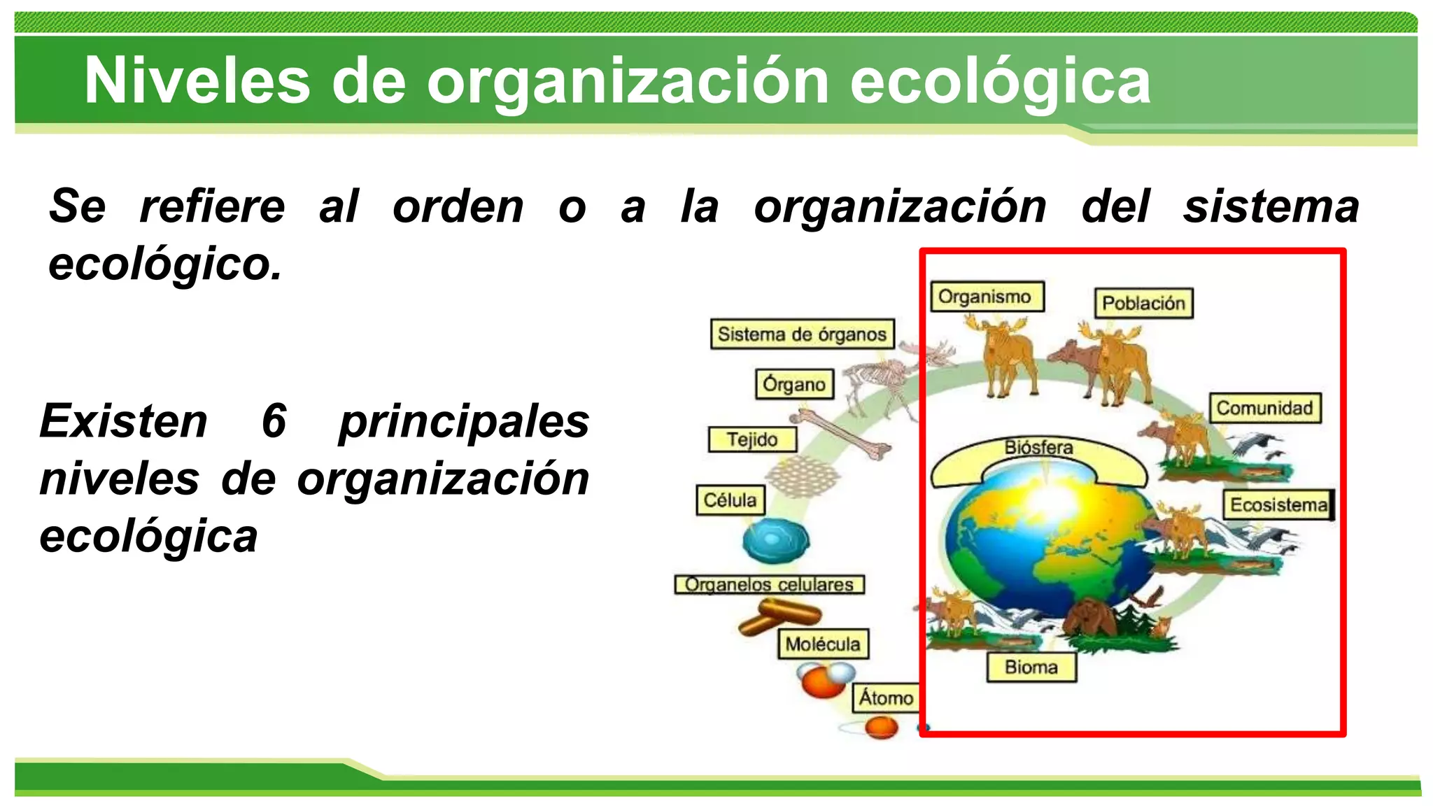 Niveles de organizacion ecologíca | PPT