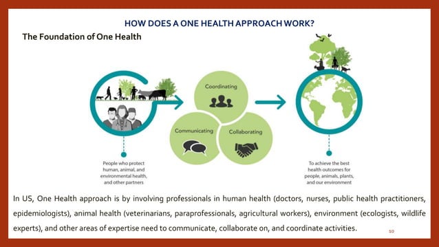ONE HEALTH | PPTX | Infectious Diseases | Diseases and Conditions