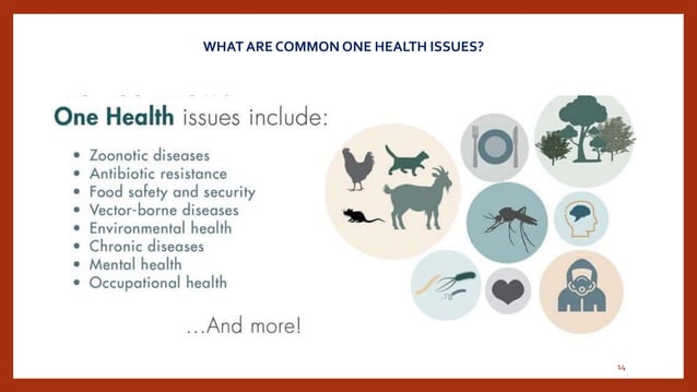 ONE HEALTH | PPTX | Infectious Diseases | Diseases and Conditions