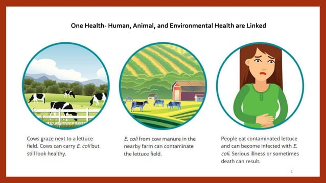 ONE HEALTH | PPTX | Infectious Diseases | Diseases and Conditions