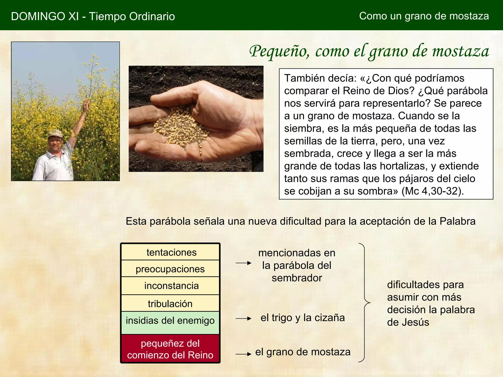11. pequeño como un grano de mostaza | PPT