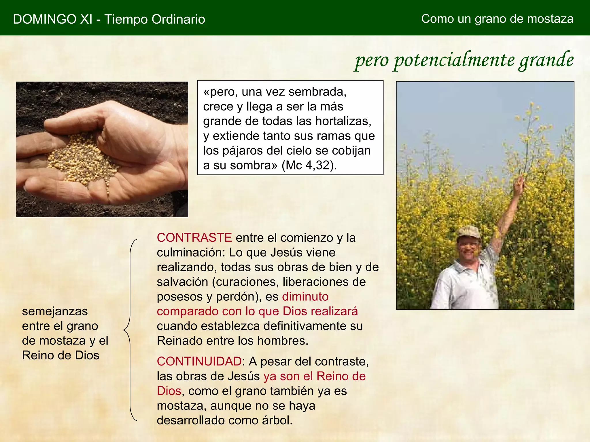 11. pequeño como un grano de mostaza | PPS | Christianity | Religion ...