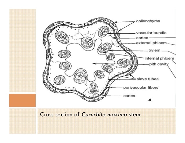 Lesson 11 bio101 (c)Dr. Evangelista