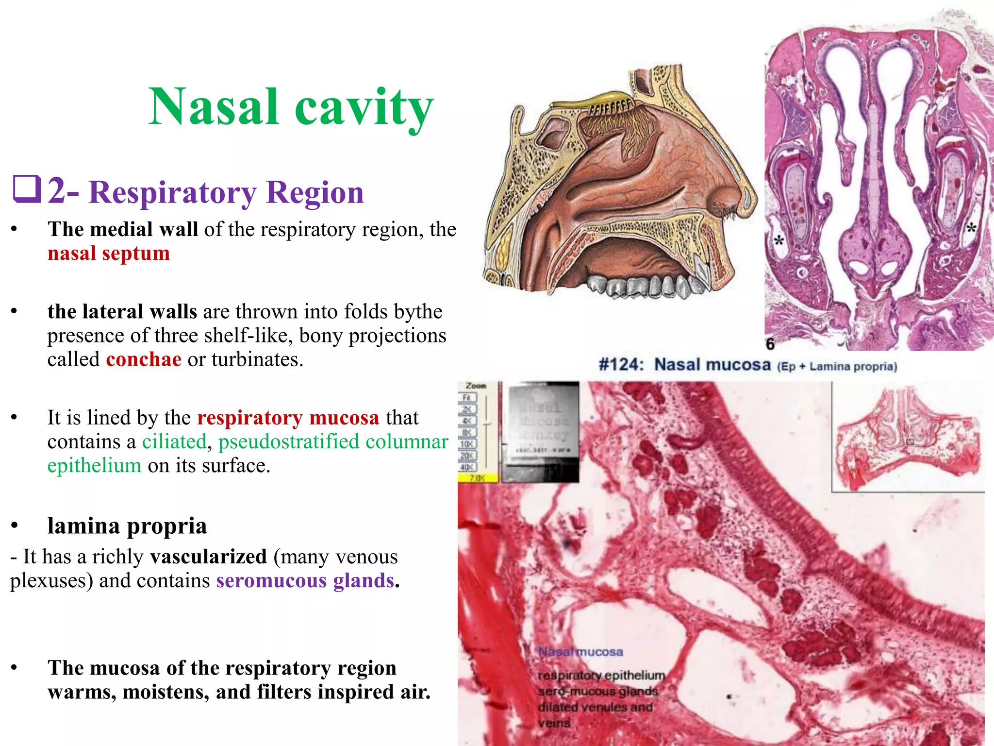 11 respiratory system | PPTX