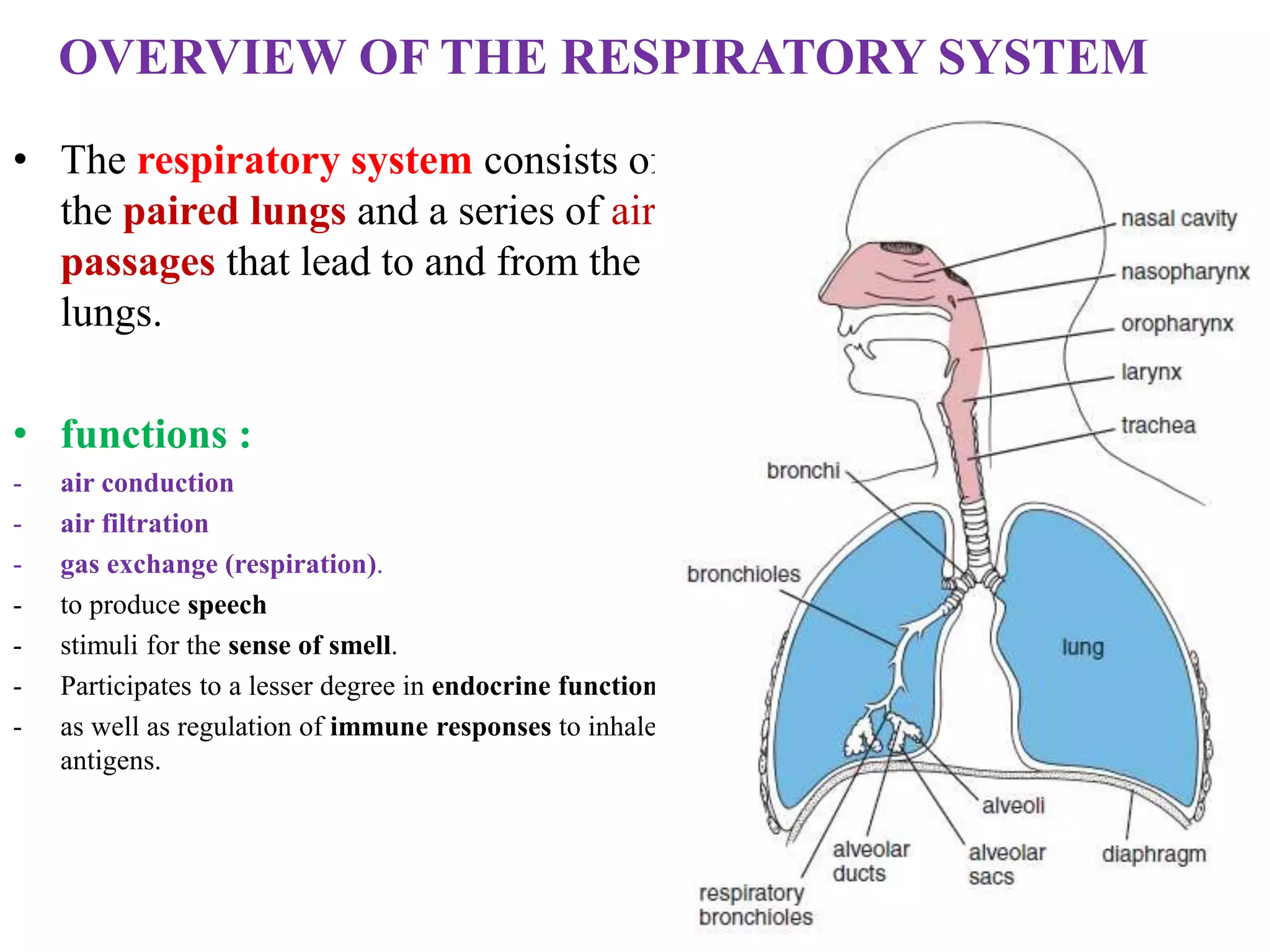 11 respiratory system | PPTX