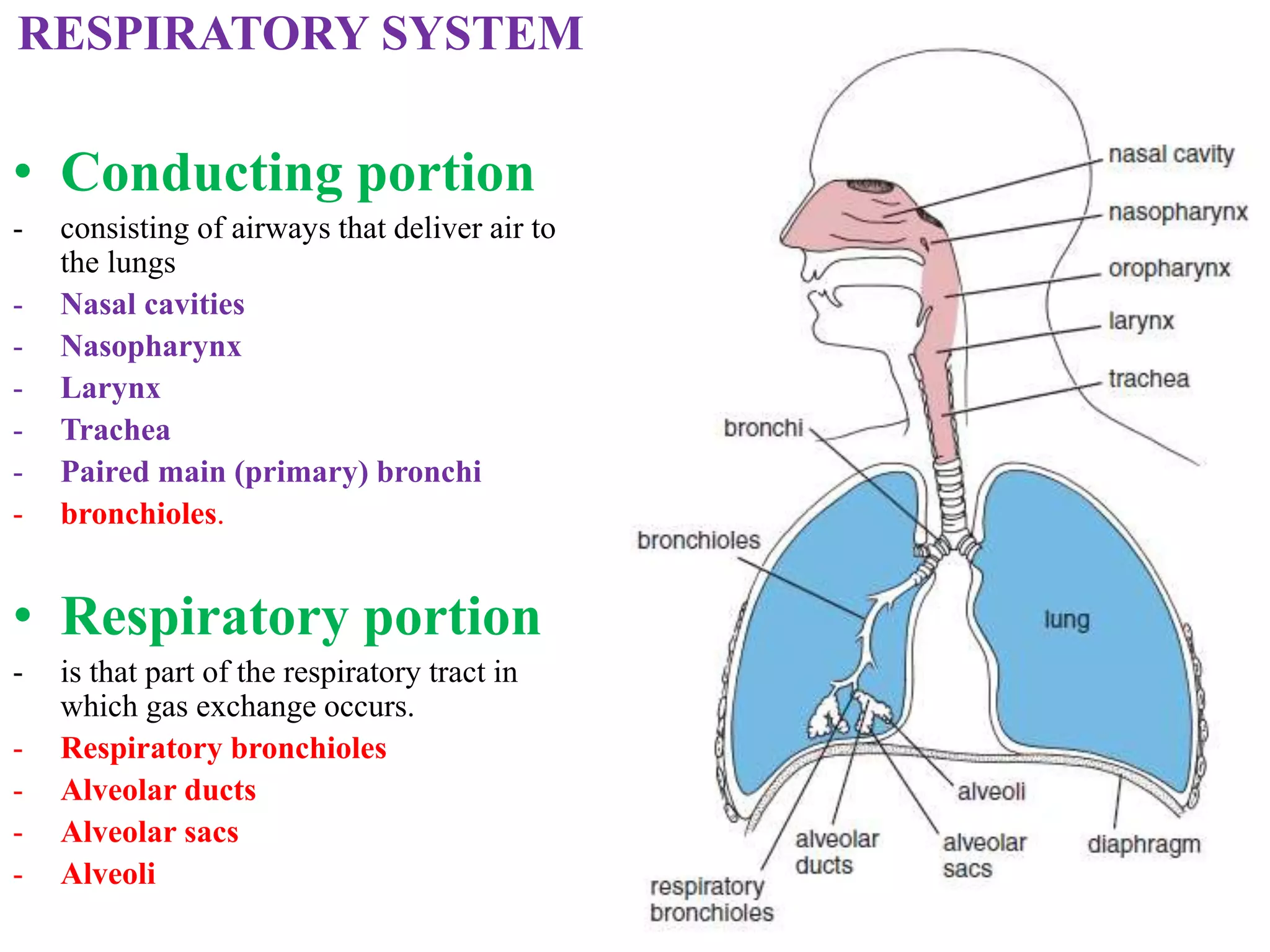 11 respiratory system | PPT