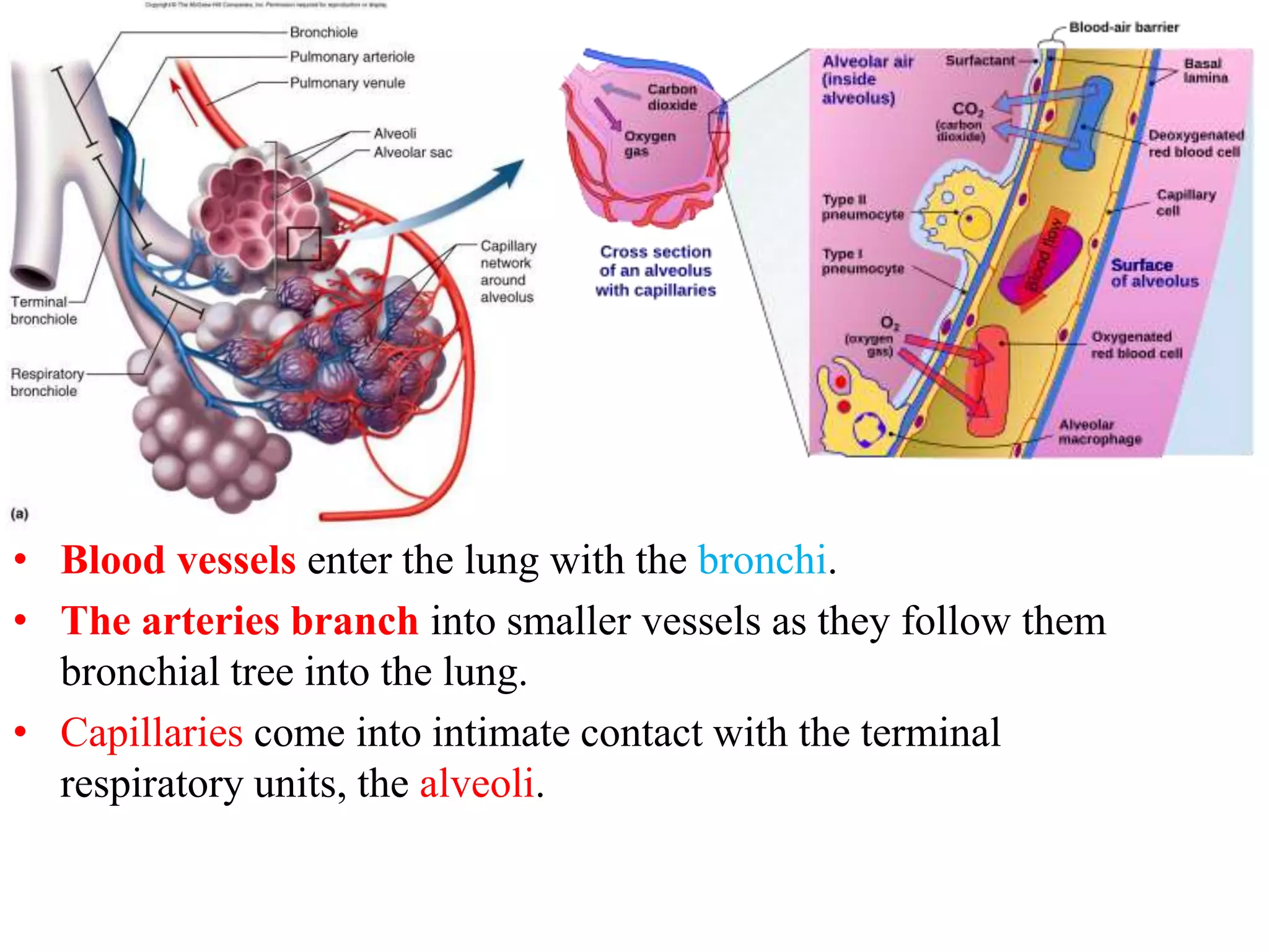 11 respiratory system | PPT