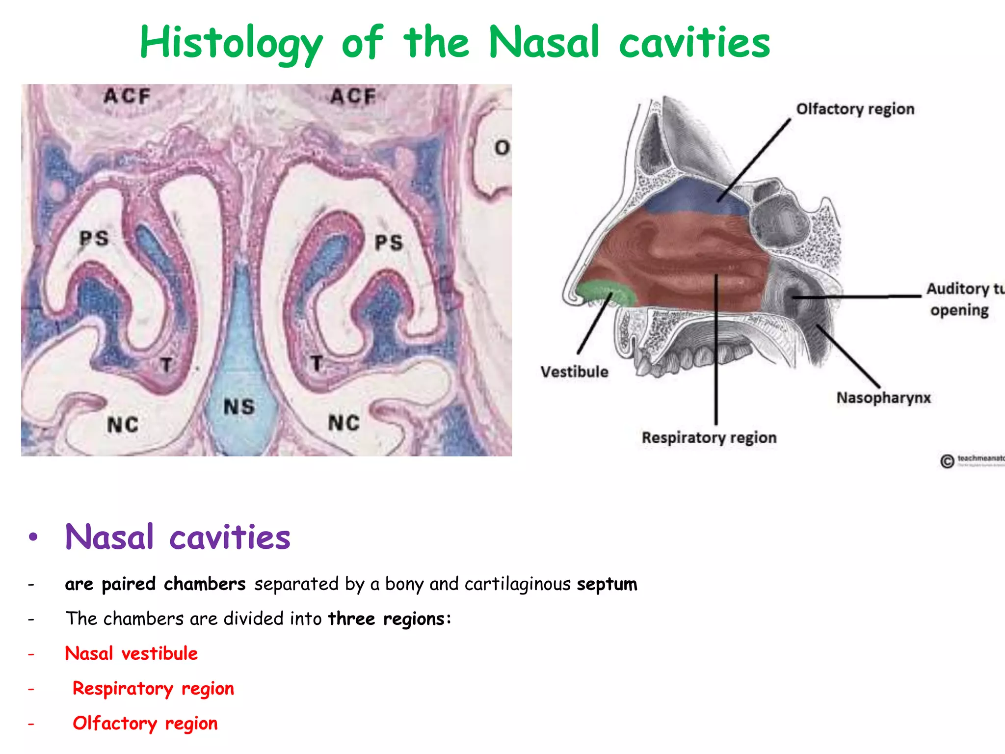11 respiratory system | PPTX