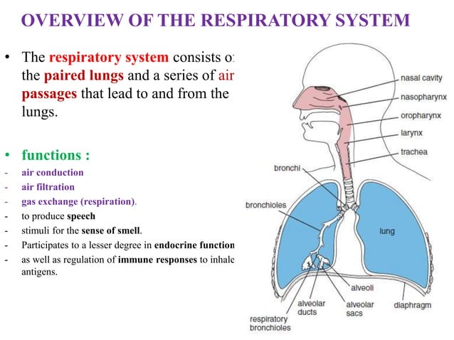 11 respiratory system | PPT