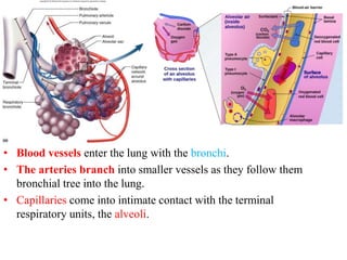 11 respiratory system | PPTX