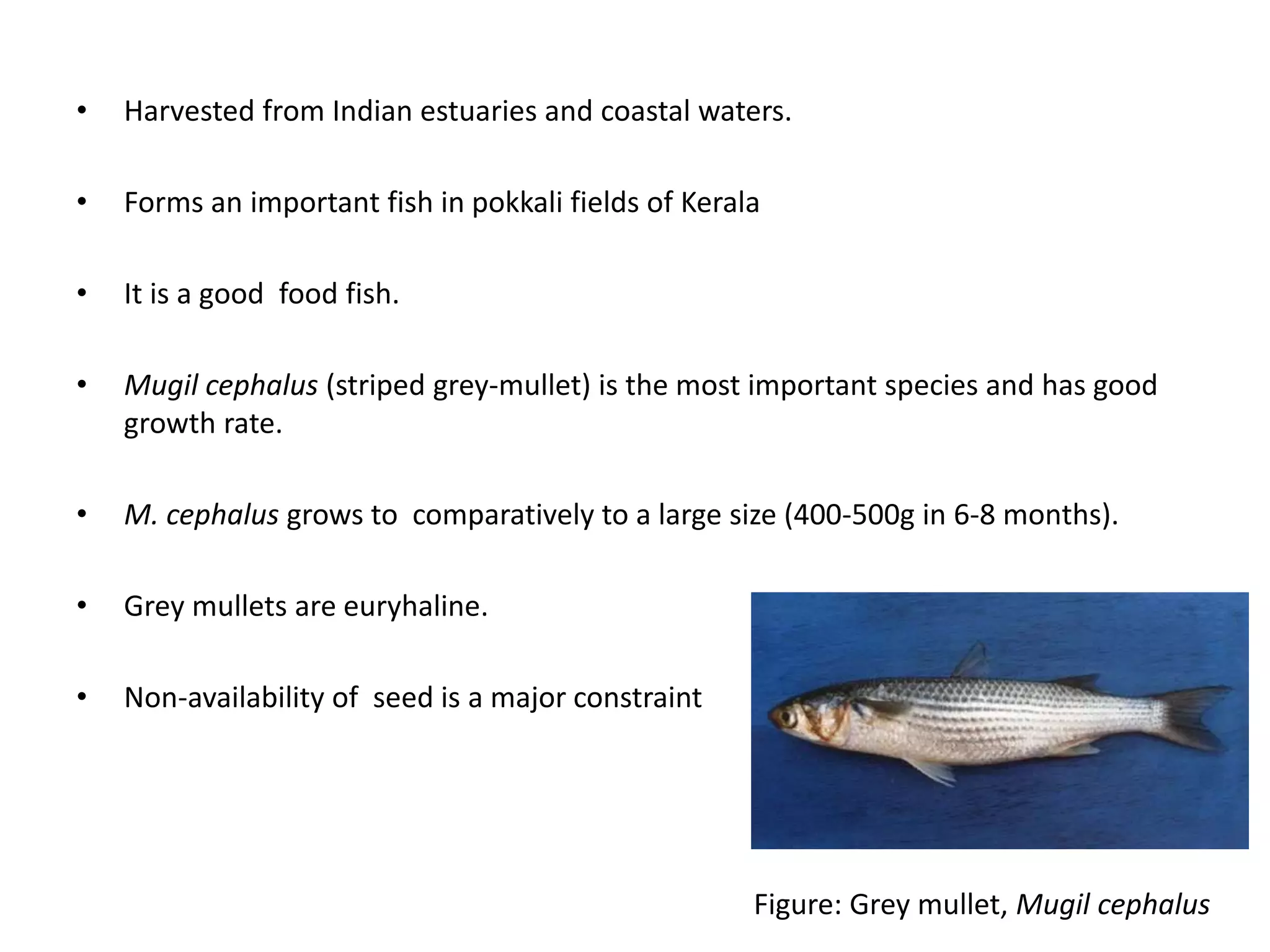 11 - Seed production of grey mullets.ppt