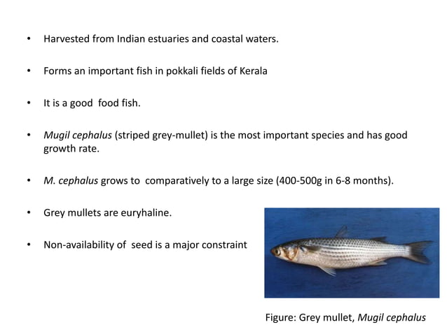 11 - Seed production of grey mullets.ppt