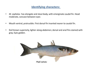 11 - Seed production of grey mullets.ppt