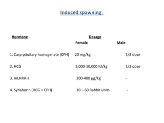 11 - Seed production of grey mullets.ppt