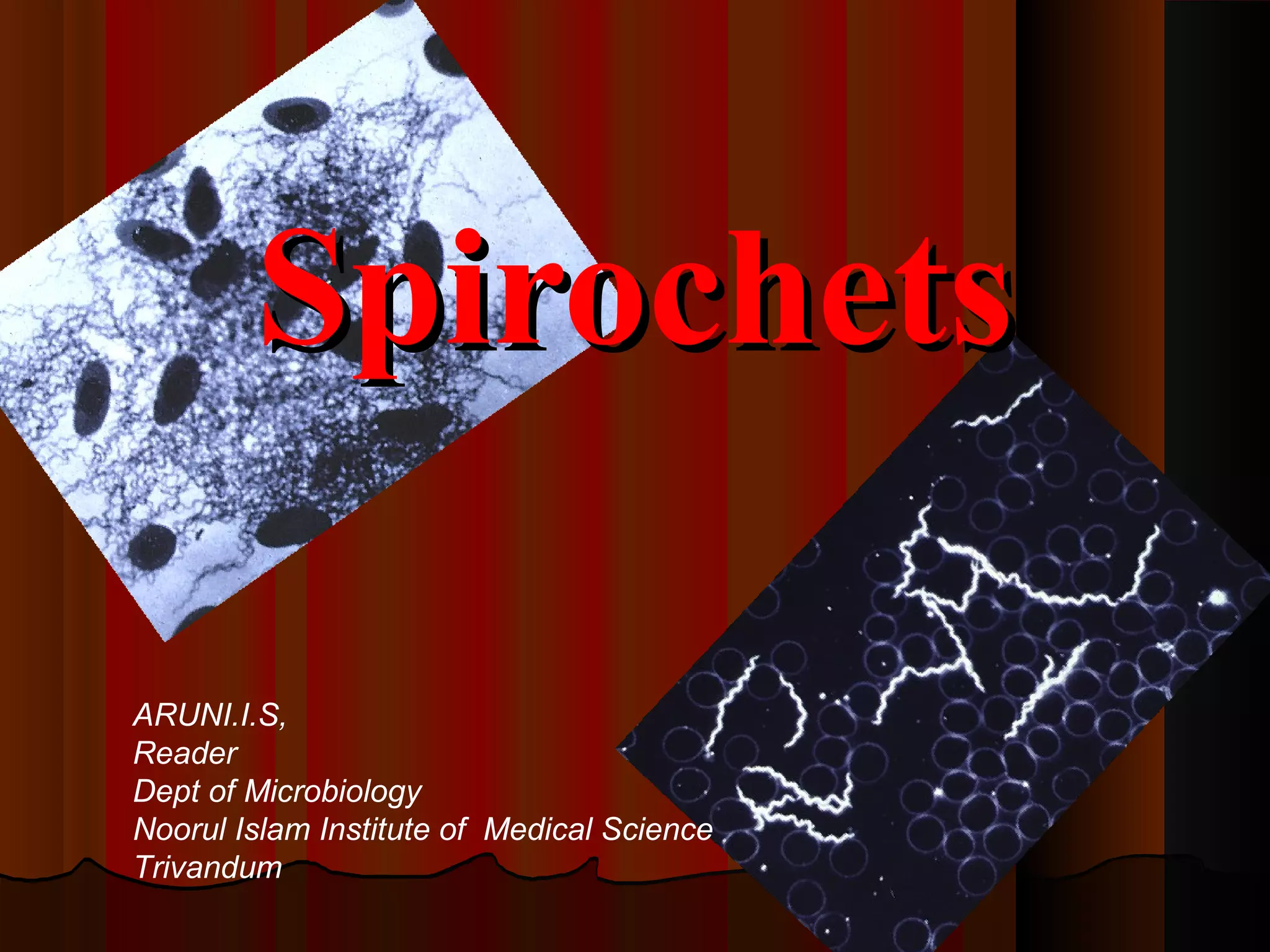 11. spirochetes | PPT