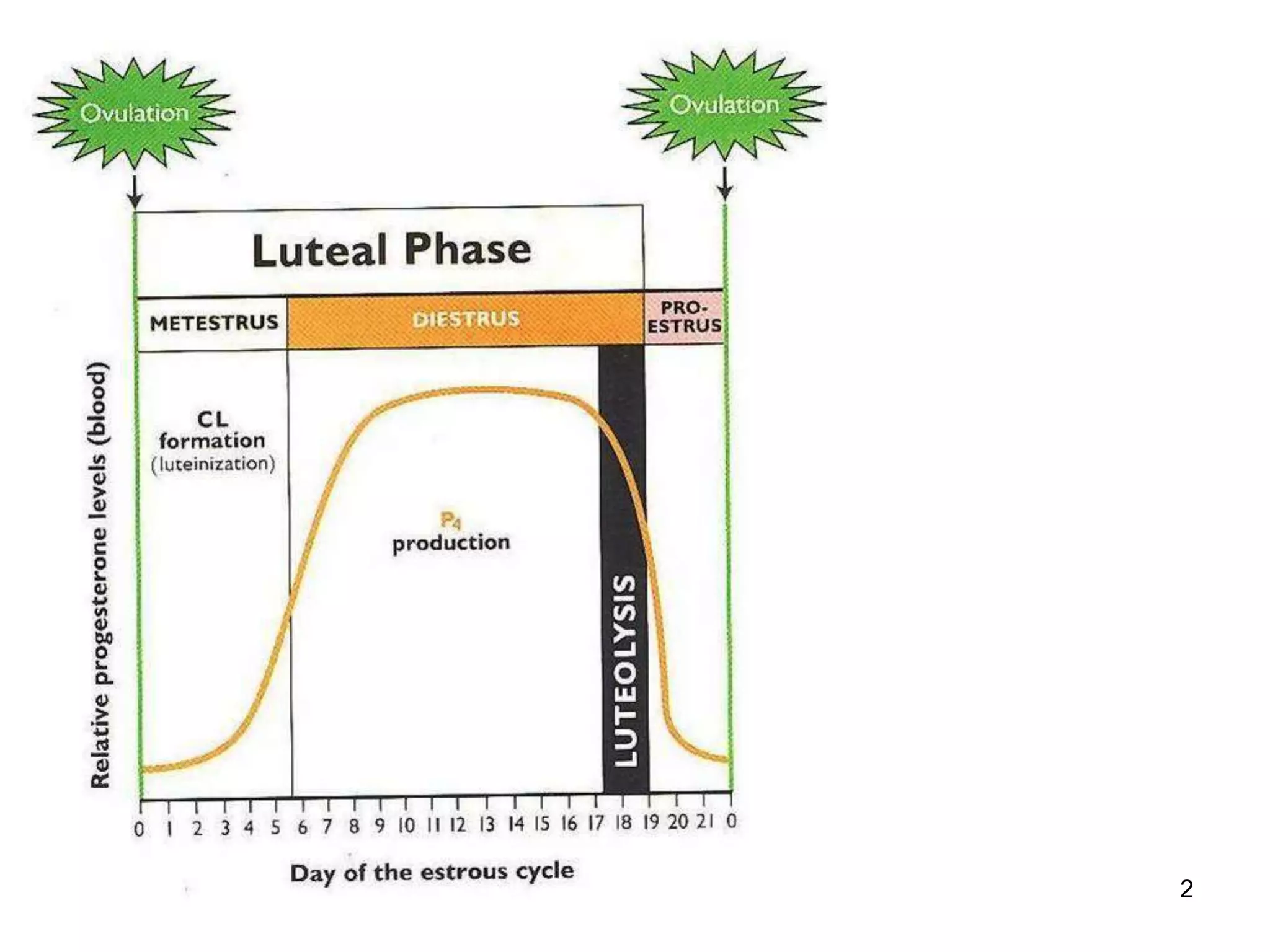 11 ther 608 estrous cycle luteal phase & synchronization | PPT
