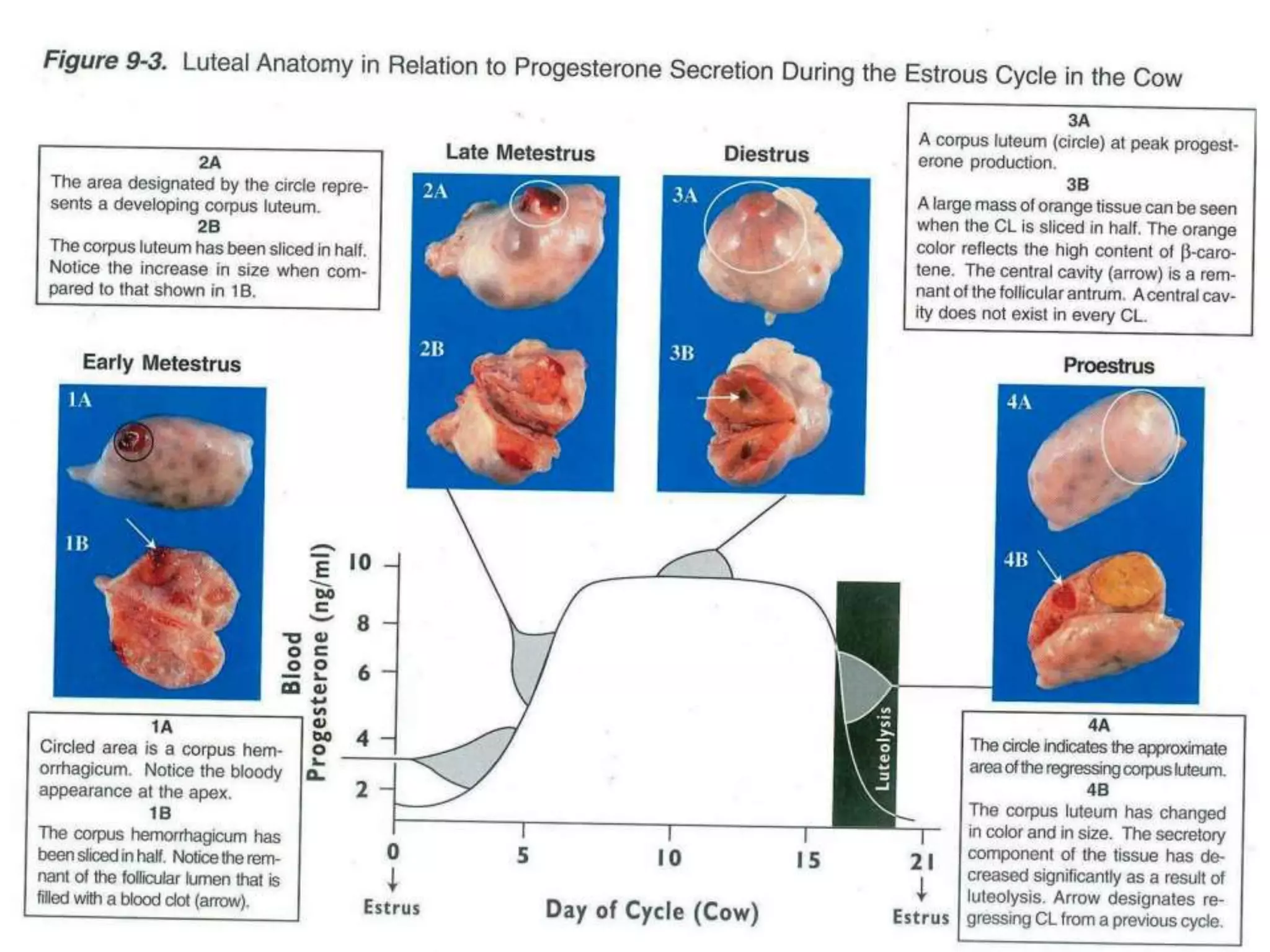 11 ther 608 estrous cycle luteal phase & synchronization | PPT