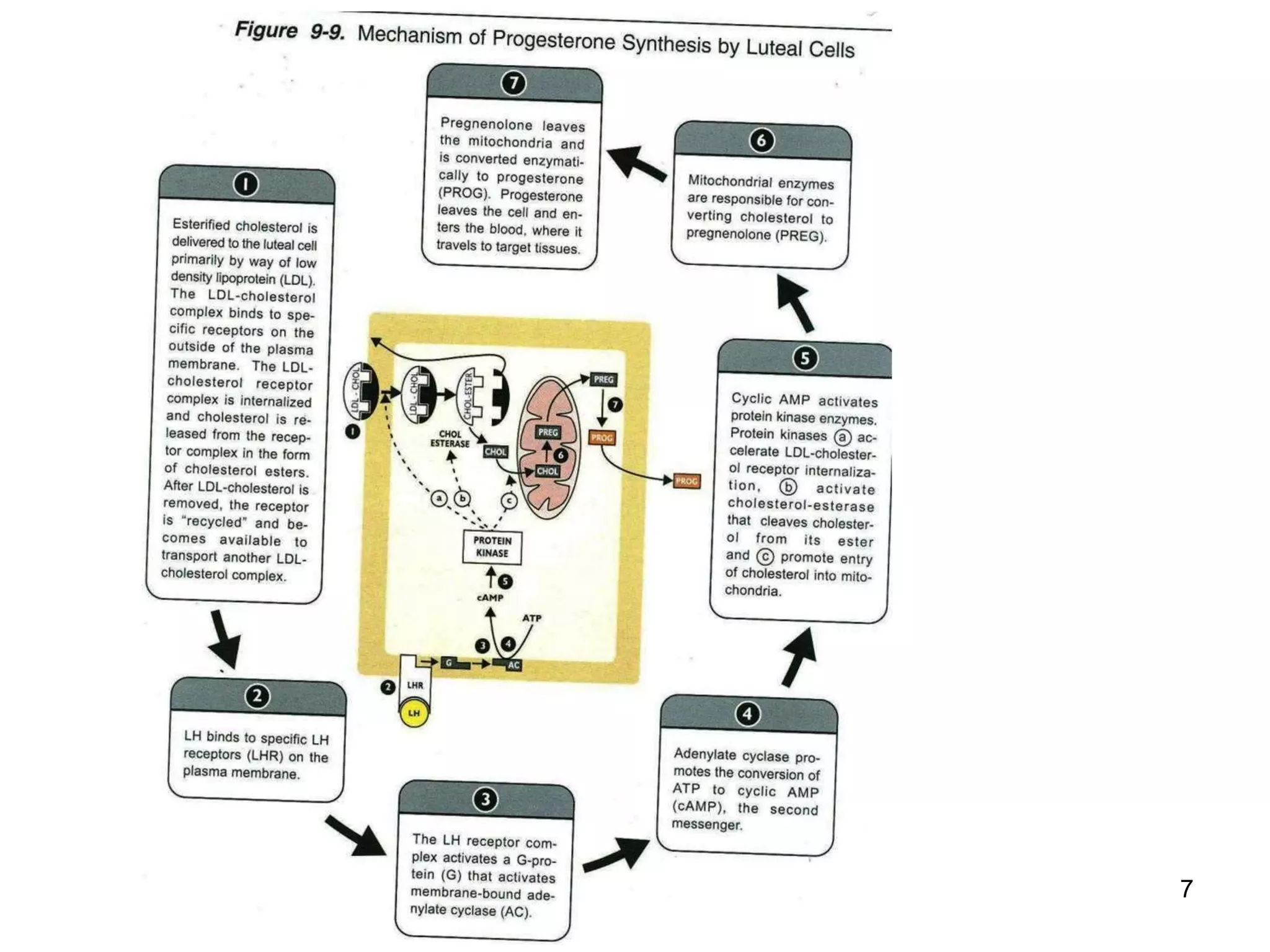 11 ther 608 estrous cycle luteal phase & synchronization | PPT