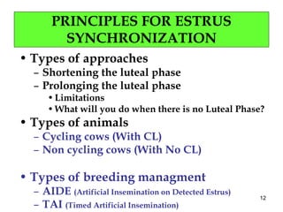 11 ther 608 estrous cycle luteal phase & synchronization | PPT