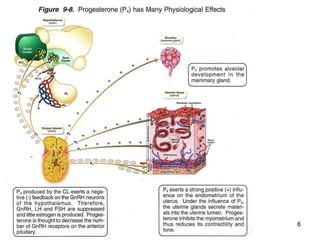 11 ther 608 estrous cycle luteal phase & synchronization | PPT