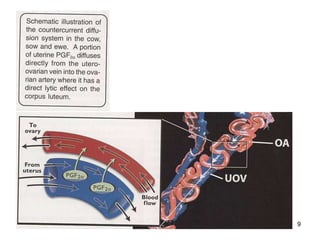 11 ther 608 estrous cycle luteal phase & synchronization | PPT