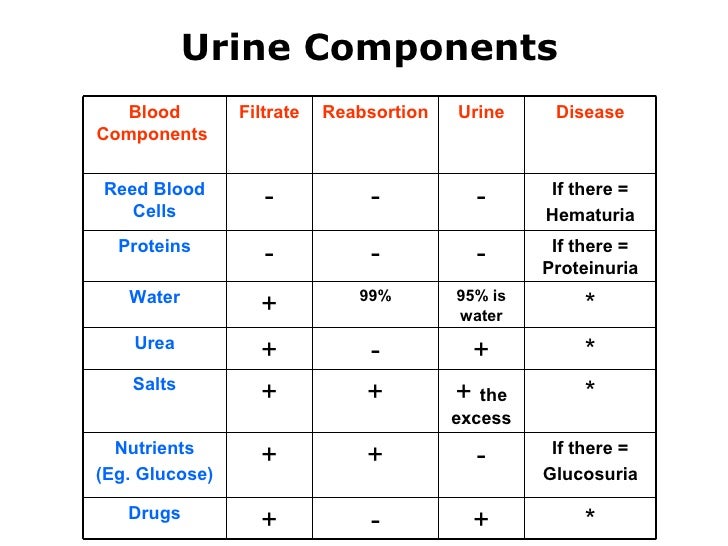 Urinary And Excretion System