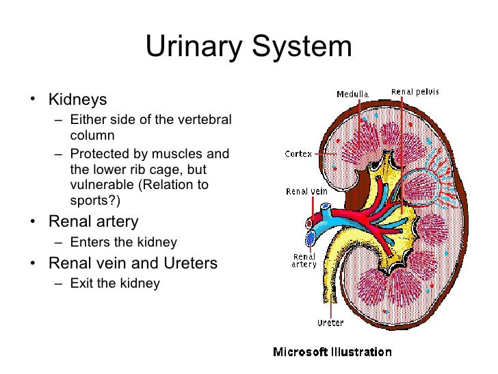 Urinary And Excretion System