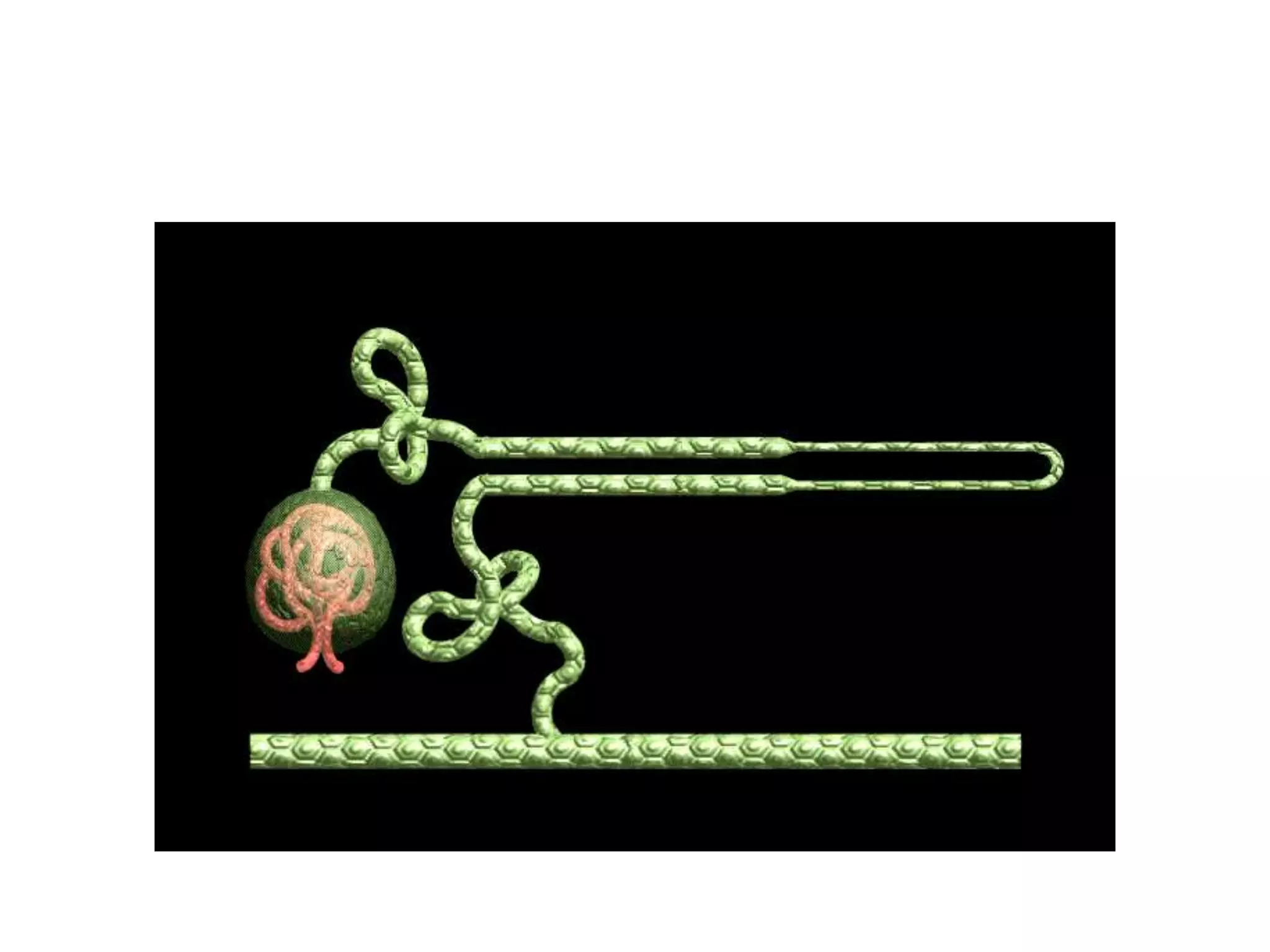 Pathology of The Urinary System | PPT