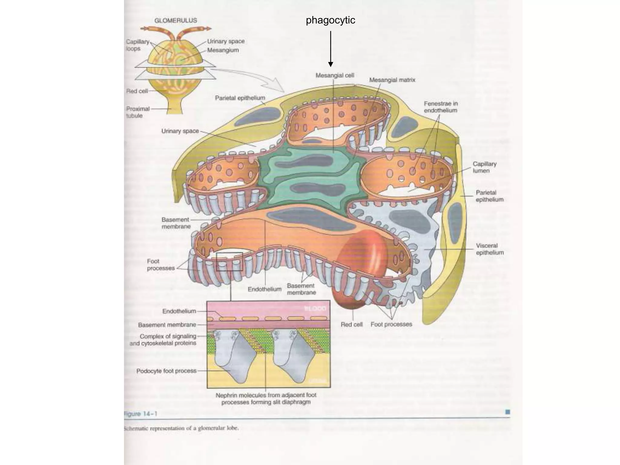 Pathology of The Urinary System | PPT