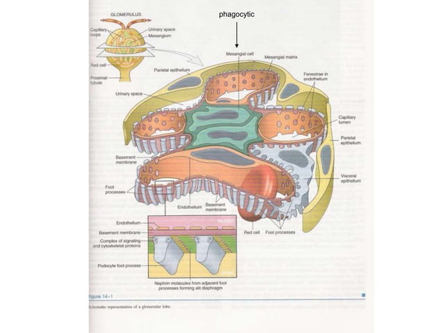 Pathology of The Urinary System | PPT