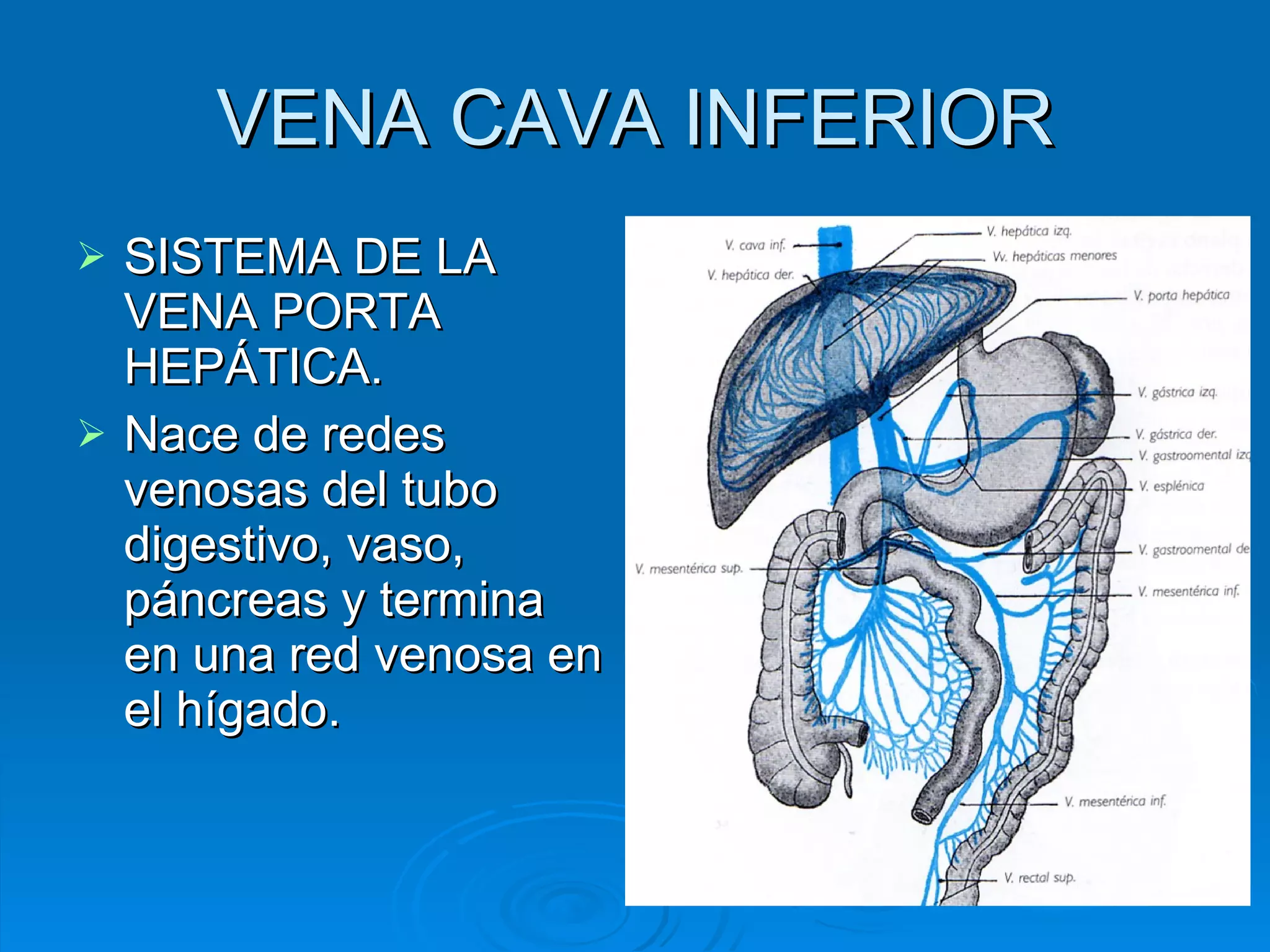 11. Vena Cava Inferior | PPT | Surgery | Medical Health