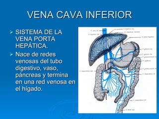 11. Vena Cava Inferior | PPT