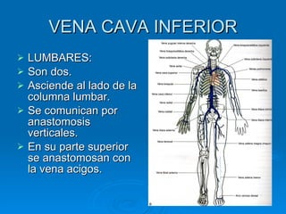 11. Vena Cava Inferior | PPT