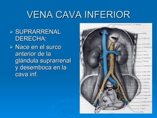 11. Vena Cava Inferior | PPT