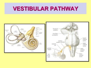 11- vestibulocochlear pathways.pdfmmmmmmmm | PPT