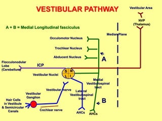 11- vestibulocochlear pathways.pdfmmmmmmmm | PPT