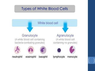 11- White Blood Cells.pptx blood disorders | PPTX