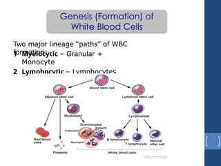 11- White Blood Cells.pptx blood disorders | PPTX