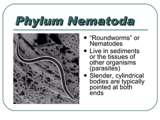 11. Worm Phyla Notes | PPT
