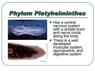 11. Worm Phyla Notes | PPT