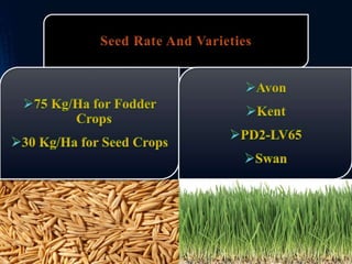 Production Technologies of Oats | PPTX