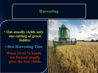 Production Technologies of Oats | PPTX