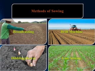 Production Technologies of Oats | PPTX