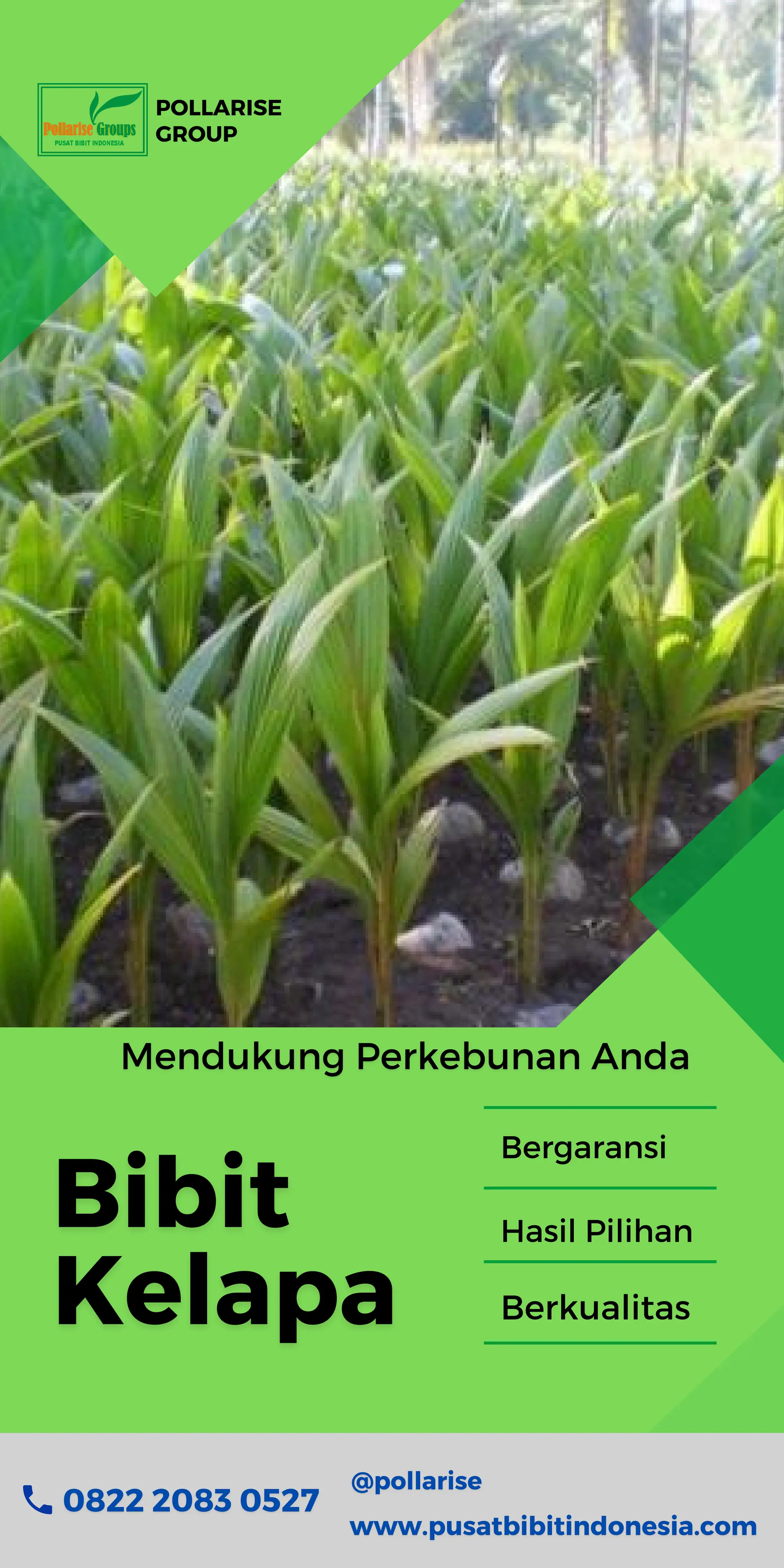 0822.2083.0527 (TSEL) Hortikultura Buah Bibit Kelapa Hibrida Unggul | PDF