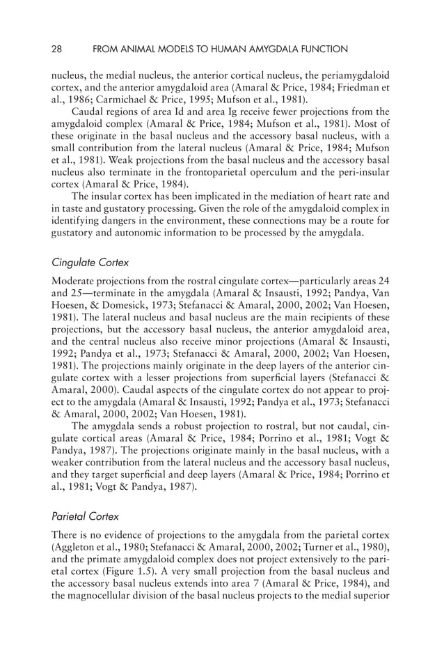 The Human Amygdala Phelps Elizabeth A Whalen Paul J | PDF