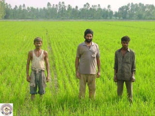 Effect of establishment method and tillage of rice and wheat in the ...