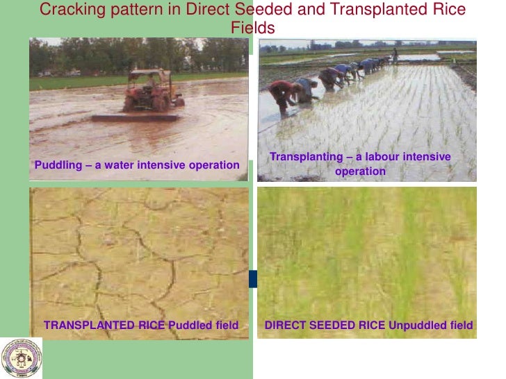 Effect of establishment method and tillage of rice and wheat in the r…