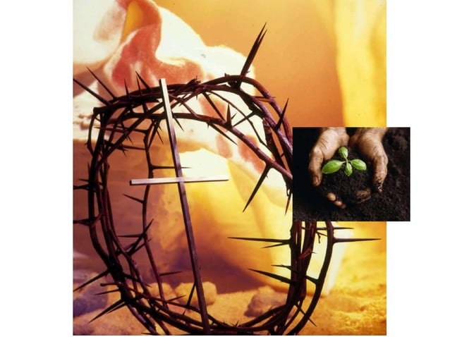 Steps to Maturity | PPT