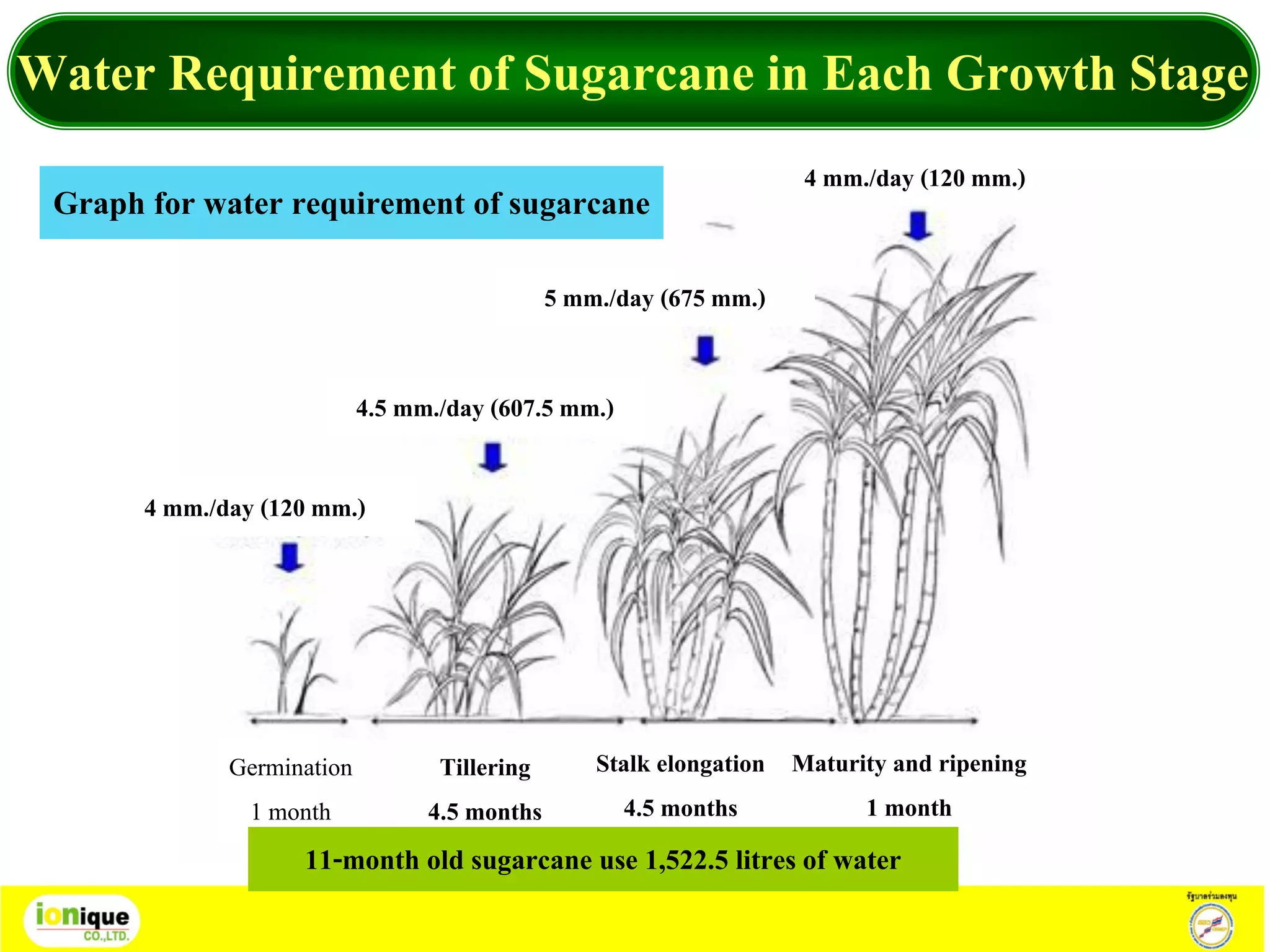 Sugarcane | PDF