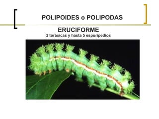 HUEVO LARVA Y PUPA CLASE PRACTICA | PPT